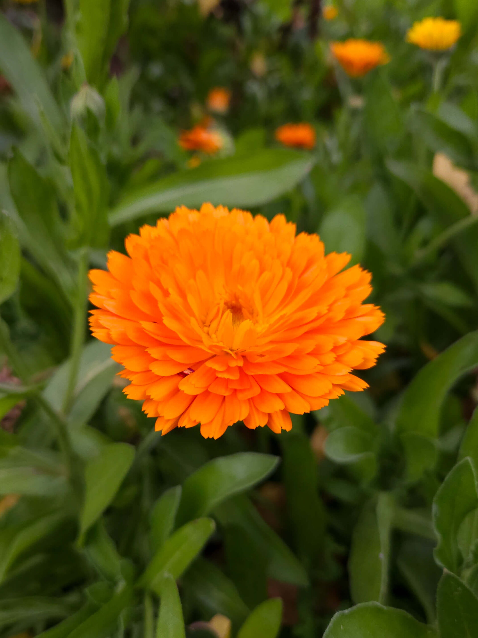 MIX SEMILLAS CALÉNDULA - Coni Olea